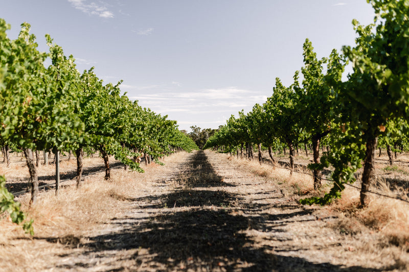 Cellar Door – Lange Estate Wines